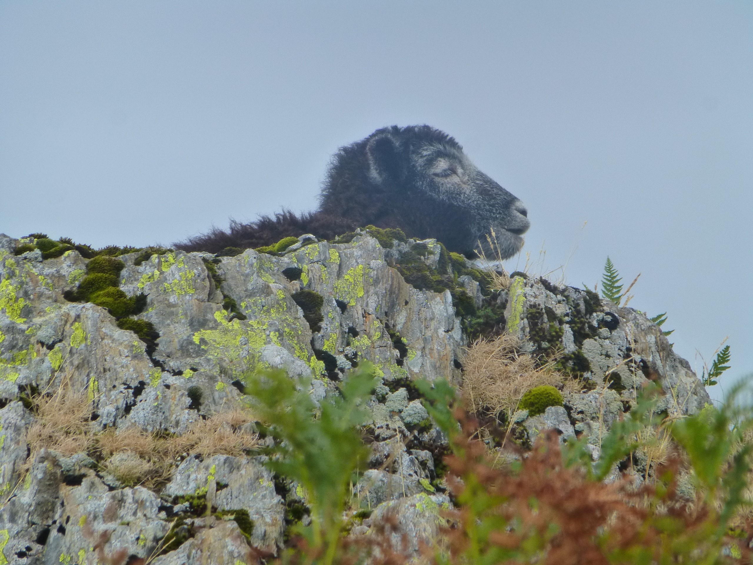 Herdy Lamb on Rannerdale Knotts | Lakeland Walking Tales