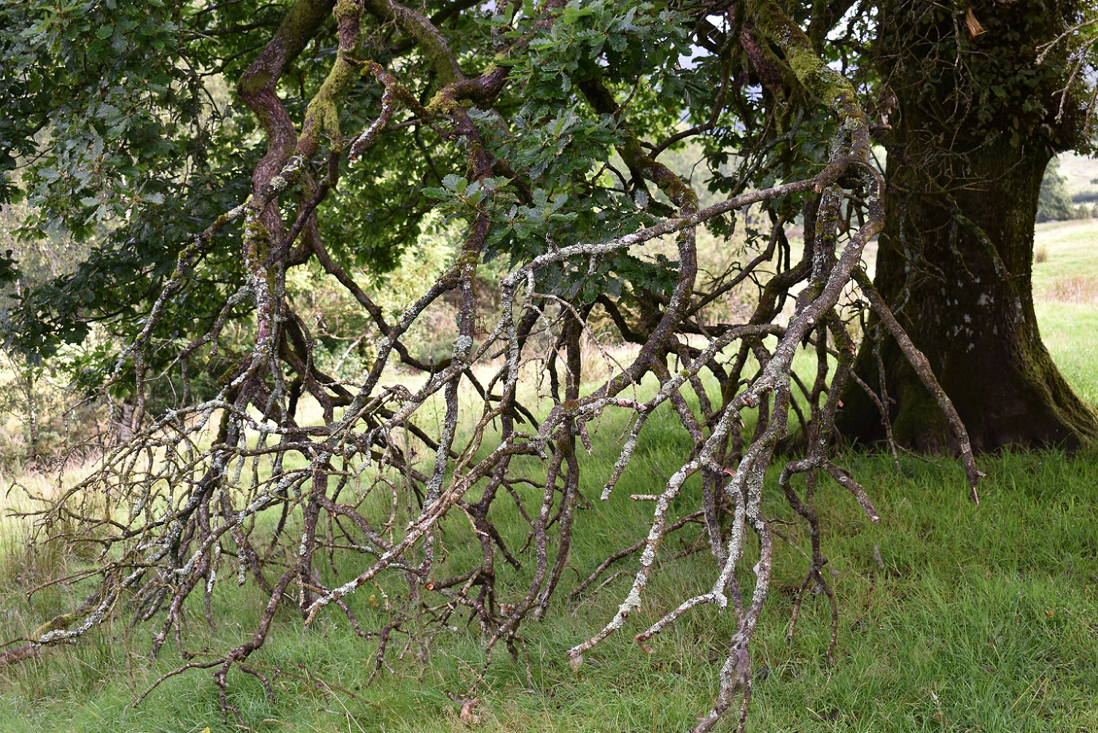 Broadleaf Tree on Cumbria Way | Lakeland Walking Tales