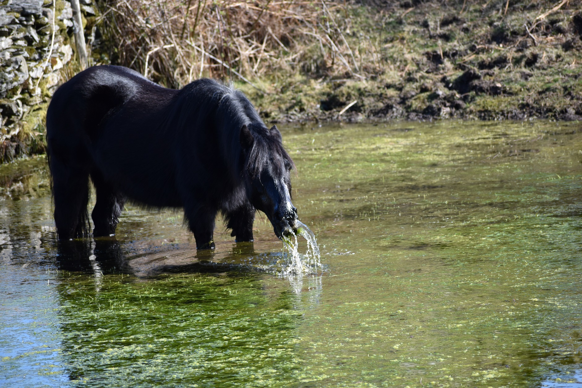 Fell Pony in Tom Tarn | Lakeland Walking Tales